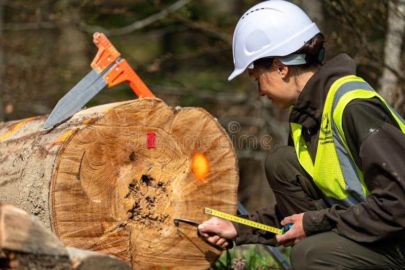A Woman Working As a Forester. Wood Quality Control Process Stock Photo ...