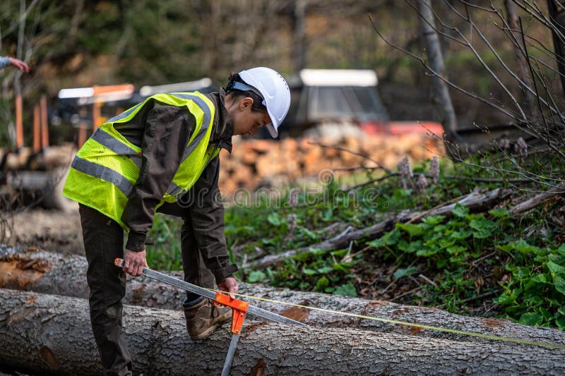 A Woman Working As a Forester. Wood Quality Control Process Stock Image ...