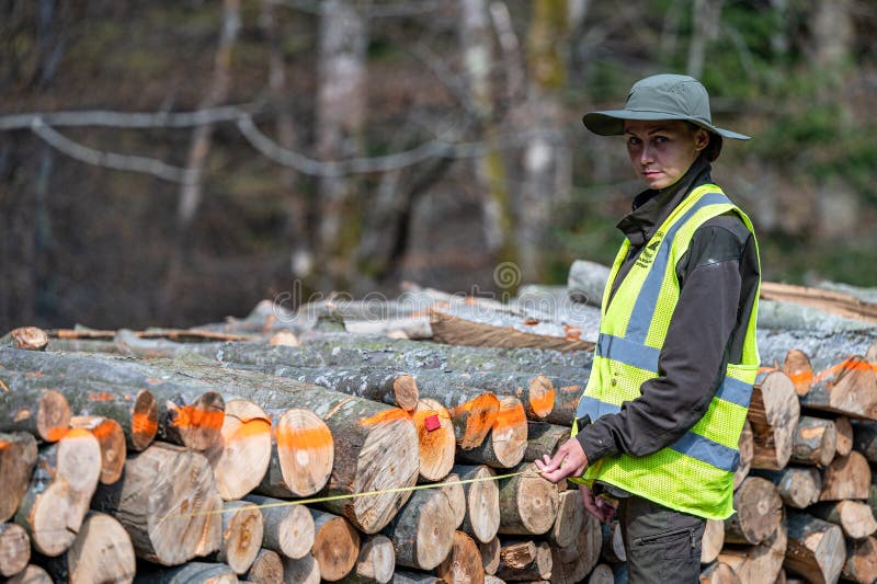 A Woman Working As a Forester. Wood Quality Control Process Stock Image ...
