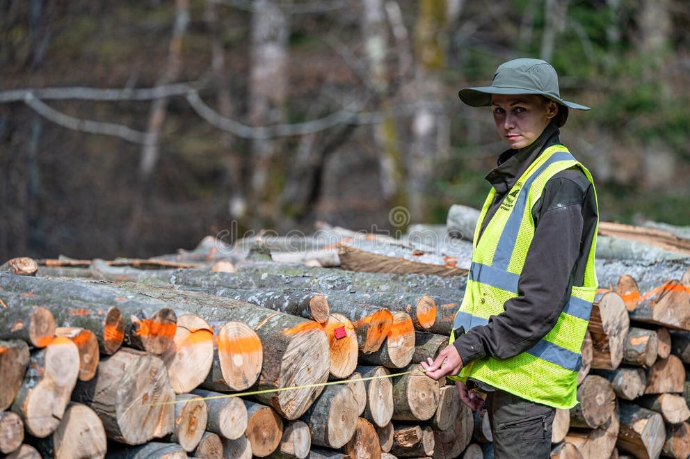 A Woman Working As a Forester. Wood Quality Control Process Stock Image ...