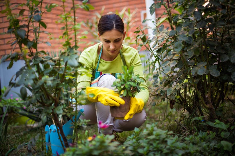 Woman working in garden. stock image. Image of caring - 218754855