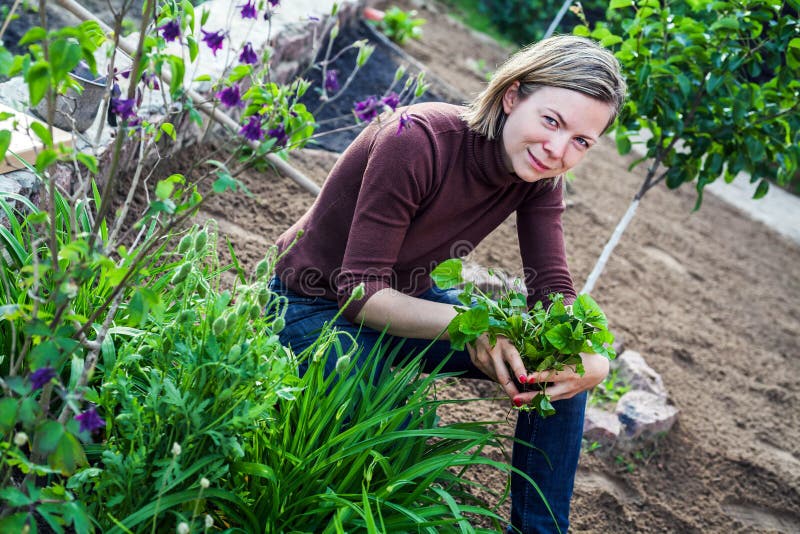 Woman working in garden stock photo. Image of gardening - 41162158