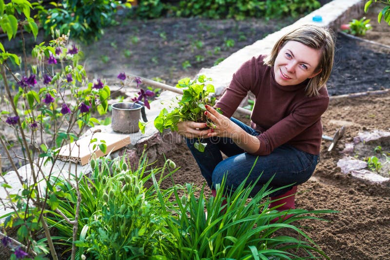 Outdoor Woman Working in Garden Stock Photo - Image of plant, home ...