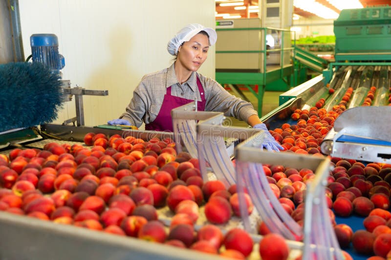 Woman Working on Producing Sorting Line at Fruit Warehouse Stock Photo ...