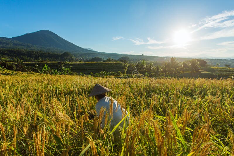 Woman Working on the Rice Field in Bali Stock Photo - Image of harvest ...