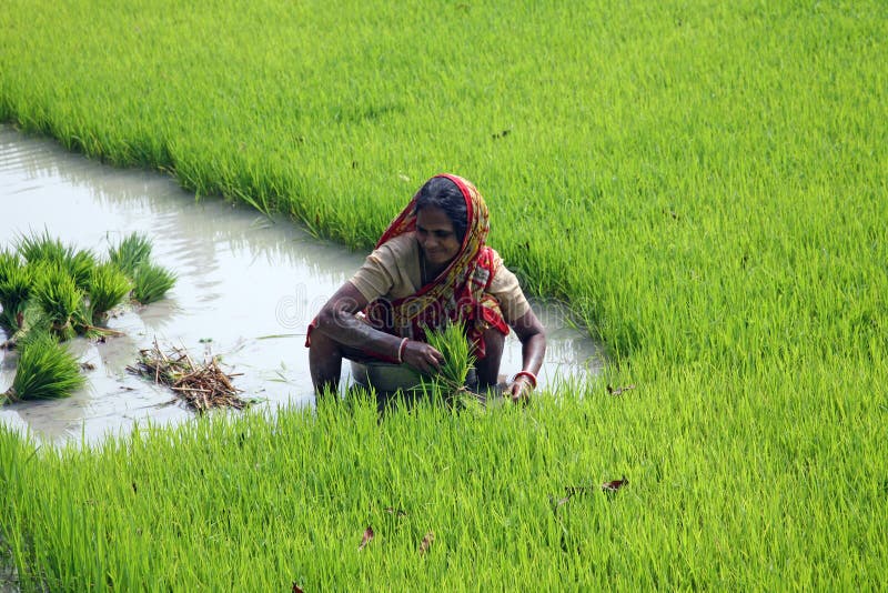 Asian Workers on Rice Paddy Stock Photo - Image of nature, countryside ...