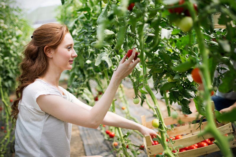 Woman Working in a Tomato Greenhouse. Stock Photo - Image of ...