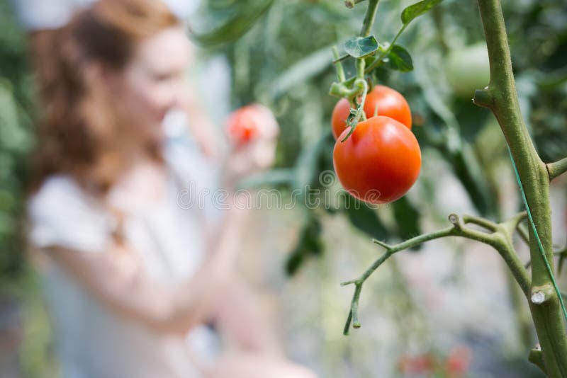 Woman Working in a Tomato Greenhouse. Stock Photo - Image of garden ...