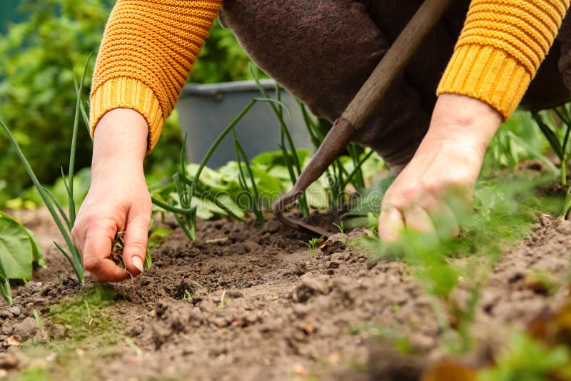 Woman Working in a Vegetable Garden during Spring, Pulling Weeds with a ...