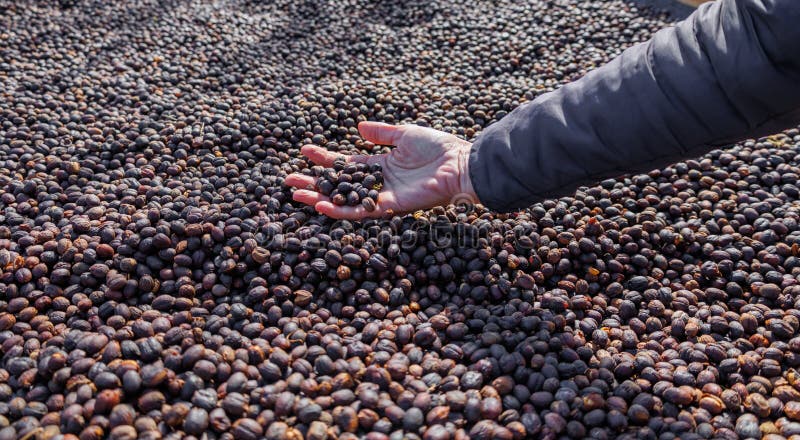 Womans Hand Sorting Dried Coffee Beans Stock Image - Image of coffee ...