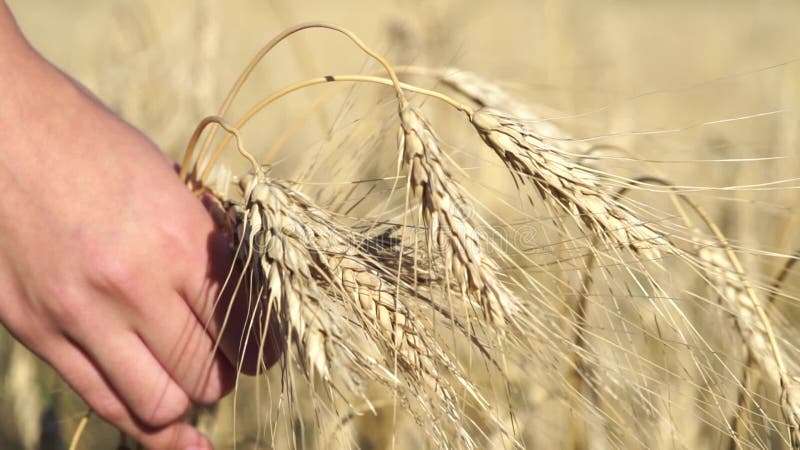 Womans Hand Touch Wheat Ears at Sunset Stock Video - Video of land ...