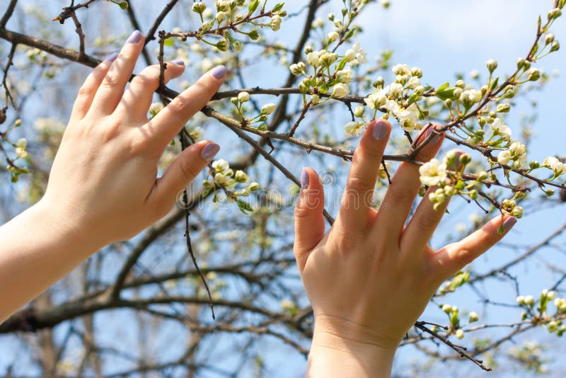 Womans` Hands Touching Blooming Plum Branches Stock Image - Image of ...
