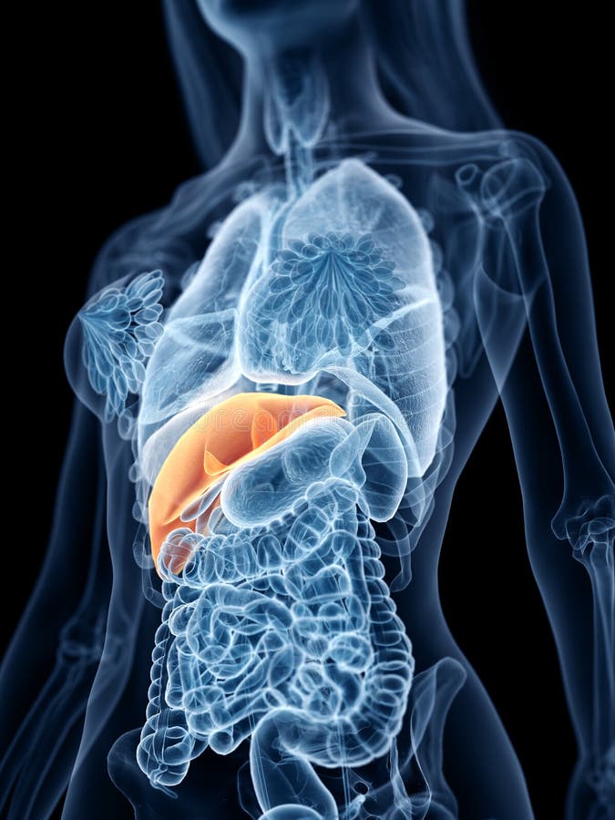 A womans liver stock illustration. Illustration of internal - 142494722