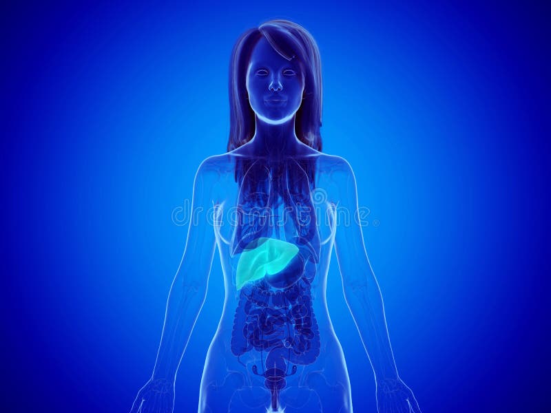 A womans liver stock illustration. Illustration of artwork - 149525178