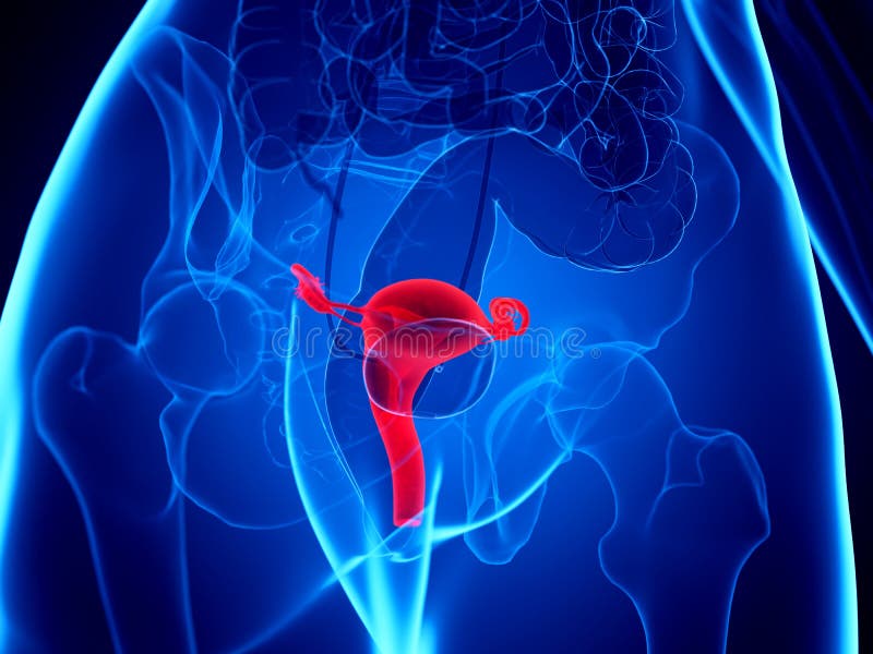 A womans uterus stock illustration. Illustration of woman - 144321038