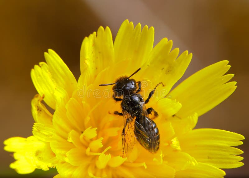 In the womb of a flower stock image. Image of flora - 276152015