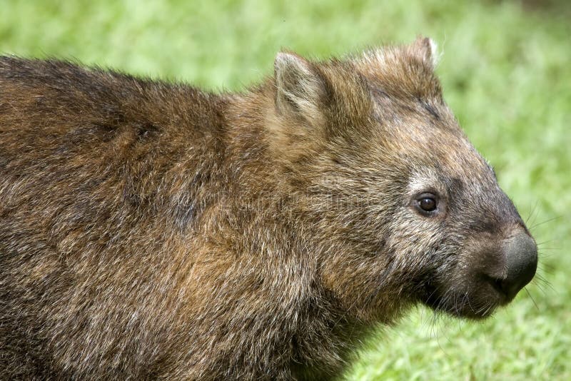 Australian Cute and Smiling Wombat Stock Image - Image of mammal ...