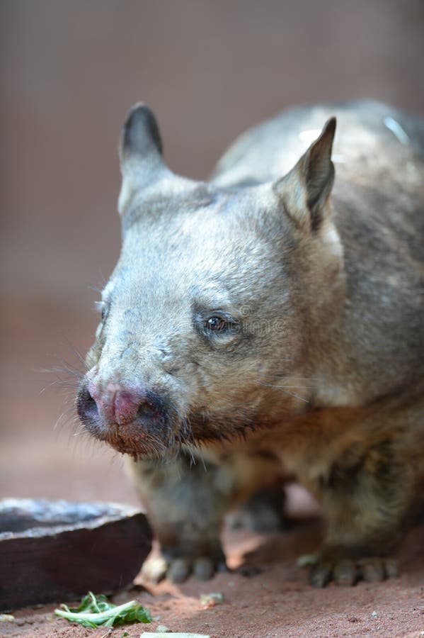 Wombat stock photo. Image of cute, australia, south, vombatidae - 36685220