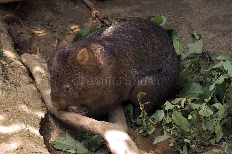 Wombat, Australia stock photo. Image of rodent, vegetation - 389214