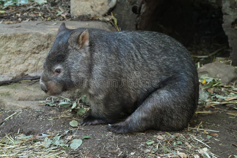 Wombat stock photo. Image of munch, claws, burrow, furry - 30877250