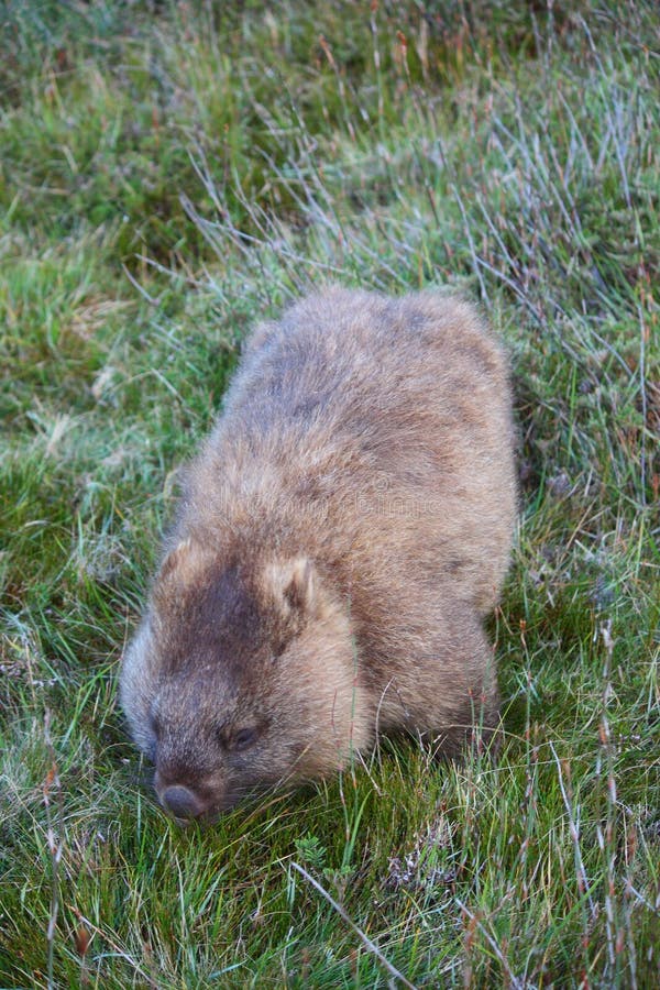 Wombat stock photo. Image of brown, grazing, grass, australia - 41009996