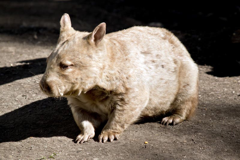 Wombat stock image. Image of golden, pointy, hairy, claws - 100380491