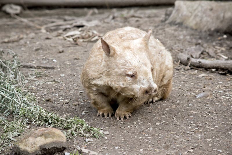 Wombat stock photo. Image of close, claws, eyes, nails - 99208718