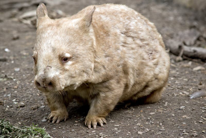 Wombat stock image. Image of beaver, organism, wombat - 99208997