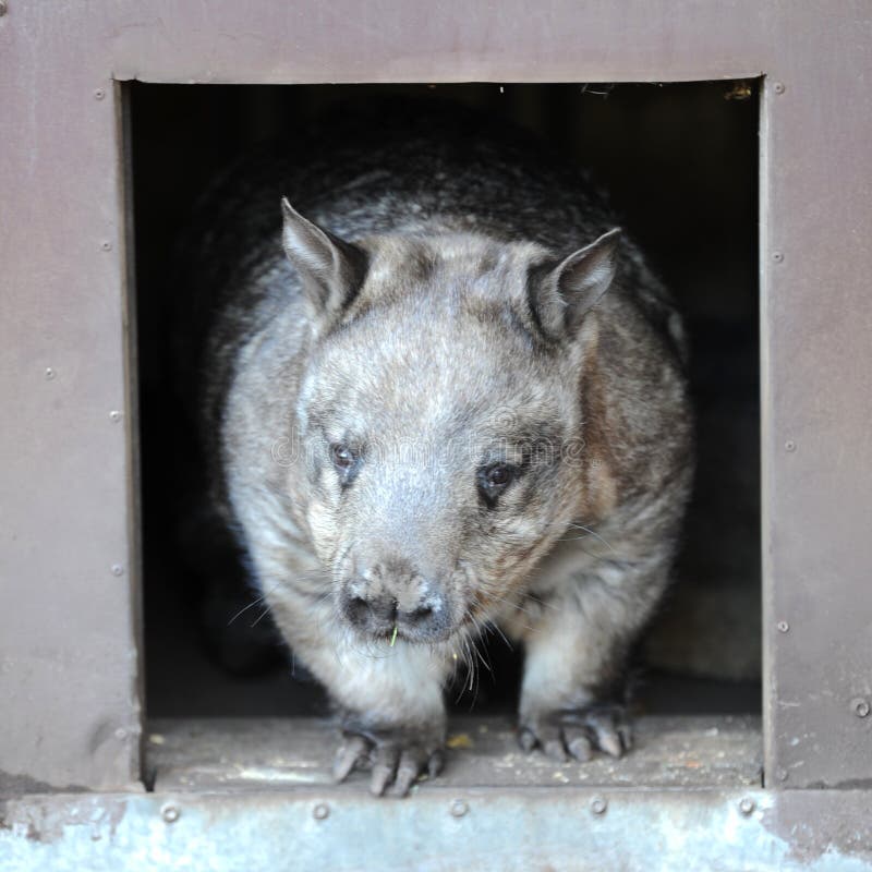 850 Australian Wombat Stock Photos - Free & Royalty-Free Stock Photos ...