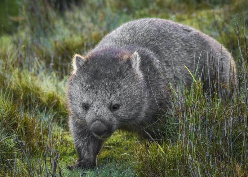 Wombat foto de stock. Imagem de furo, grama, outdoors - 11676678