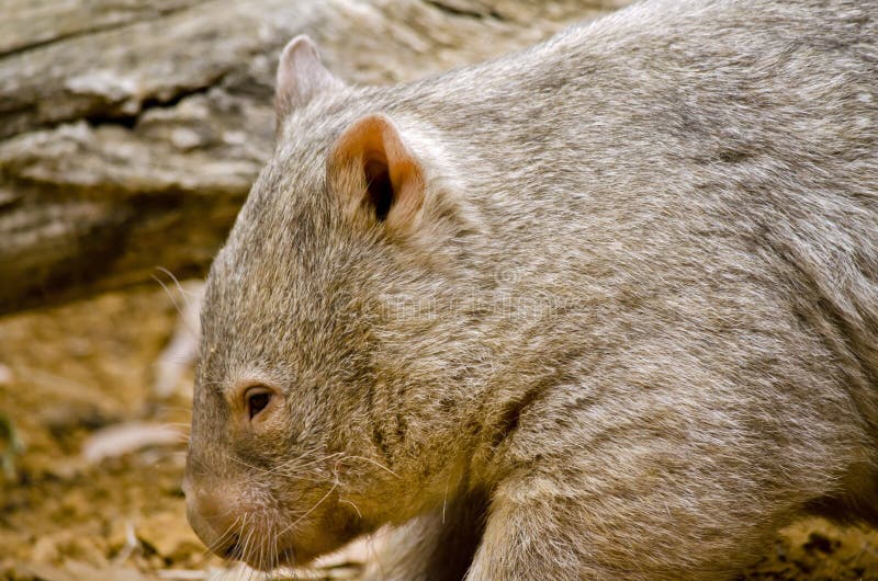 Wombat comum foto de stock. Imagem de roedor, esquilo - 99216026