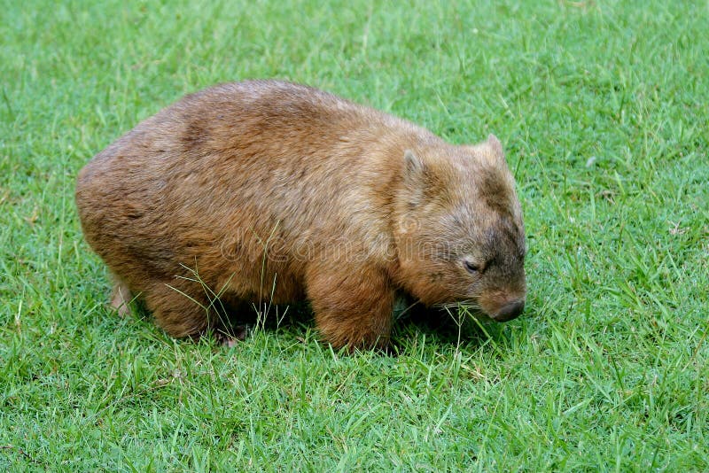 Vombato Comune (ursinus Di Vombatus) Fotografia Stock - Immagine di ...