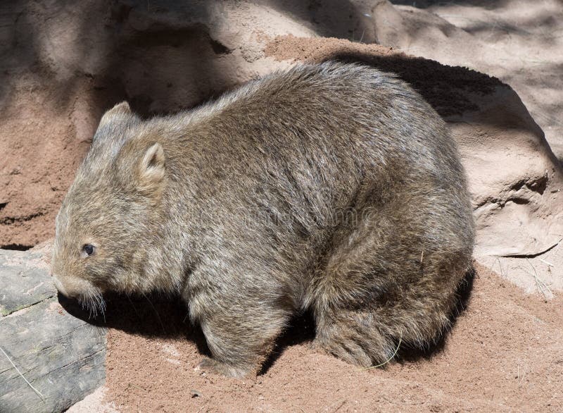 1,511 Wombat Stock Photos - Free & Royalty-Free Stock Photos from ...
