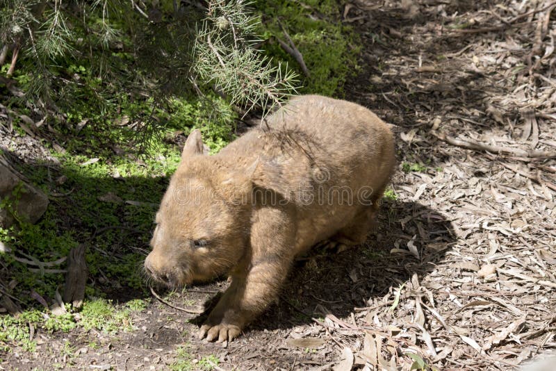 The Wombat Has Sharp Claws for Digging and is Brown Stock Image - Image ...