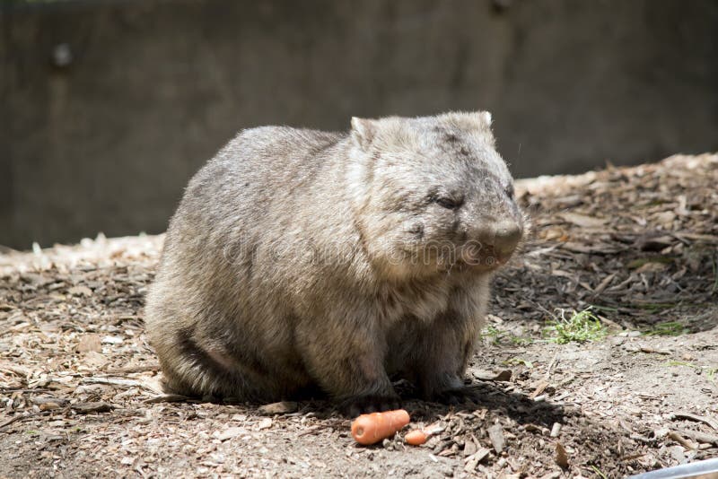 The Wombat is Having a Carrot Stock Photo - Image of wild, pouch: 223659628
