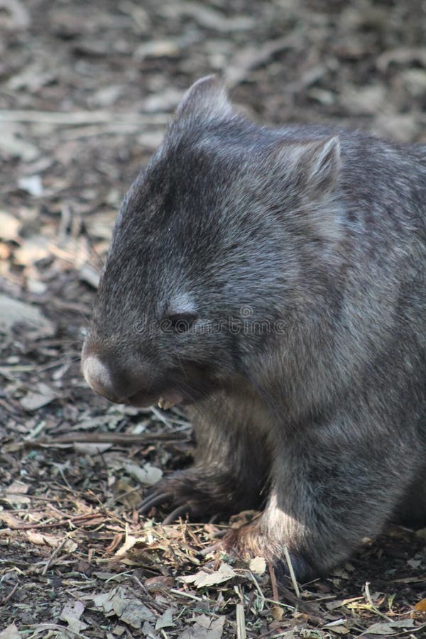 Wombat in Its Natural Habitat in the Forest Stock Photo - Image of ...