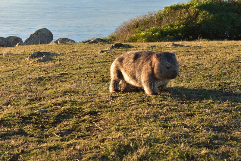 Wombat In Maria Island National Park, Tasmania, Australia Stock Image ...