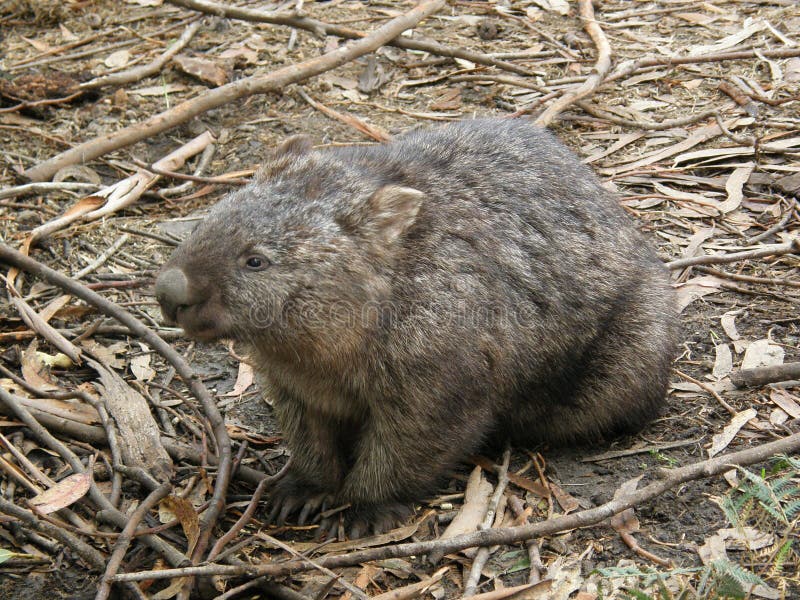 219 Wombats Fotos de stock - Fotos libres de regalías de Dreamstime