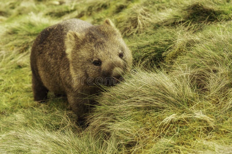Wombat stock photo. Image of wild, animal, australian - 83683800
