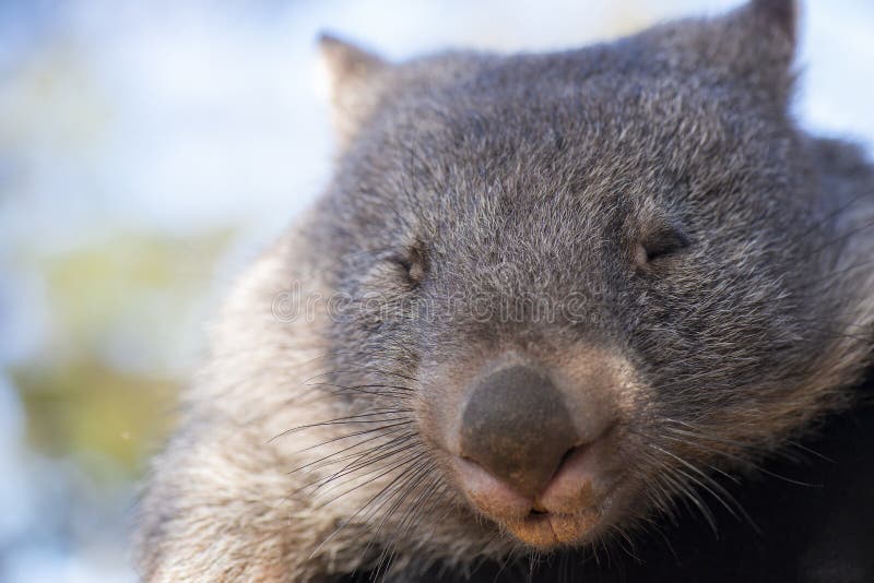 Wombat Face Stock Photos - Free & Royalty-Free Stock Photos from Dreamstime