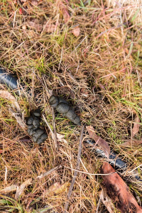 Wombat Poo Stock Photos - Free & Royalty-Free Stock Photos from Dreamstime