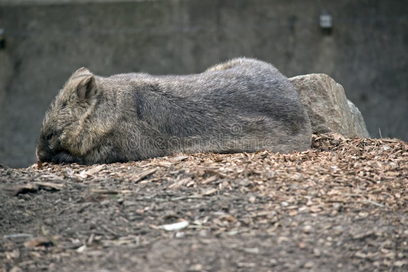 The Wombat is Resting in the Sun Stock Image - Image of australian ...