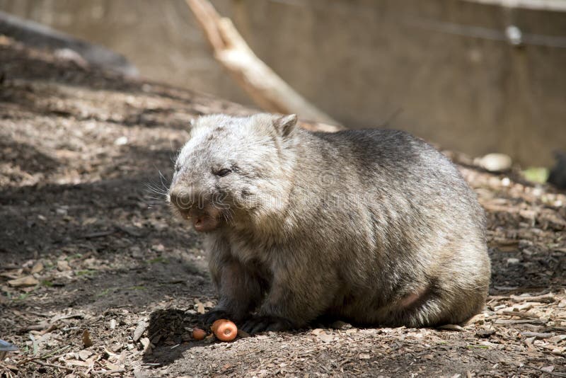Wombat showing teeth stock image. Image of hairy, outdoors - 65532015