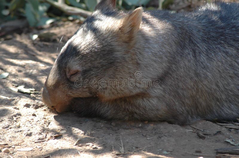Sleeping Wombat stock image. Image of marsupial, wombat - 36209829