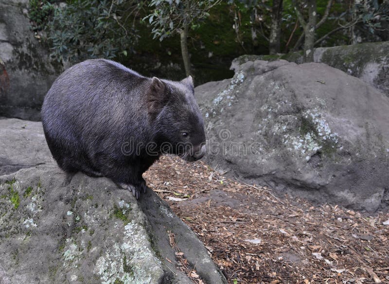 Wombat stock image. Image of fauna, rock, standing, wombat - 75673319