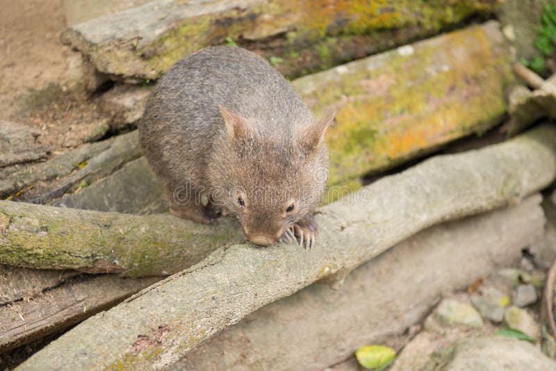 Wombat stock image. Image of tree, baby, wombat, wood - 90925533