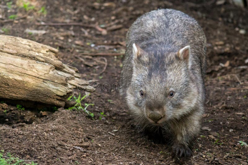 Wombat Walking Along the Forest Floor in South Australia Stock Image ...