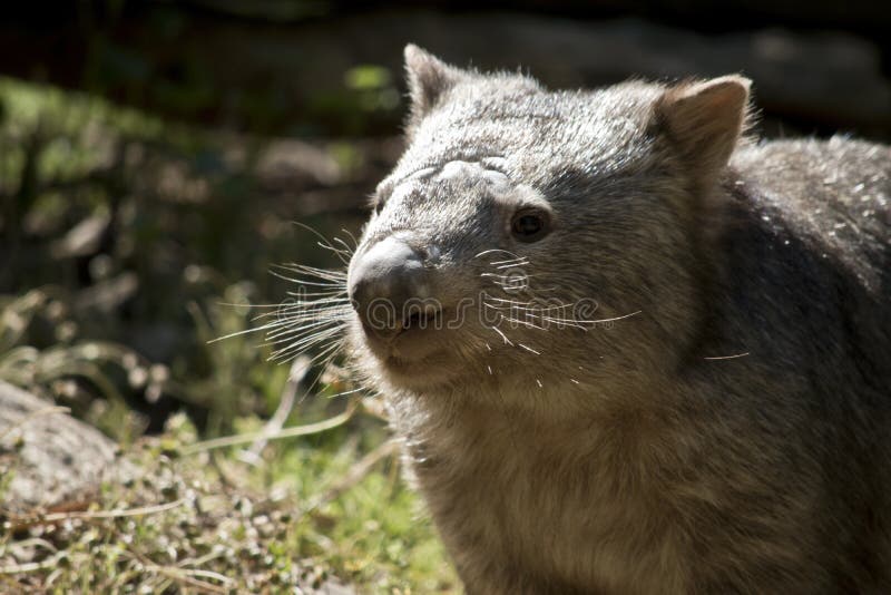 This is a Close Up of a Comon Wombat Stock Photo - Image of marsupial ...