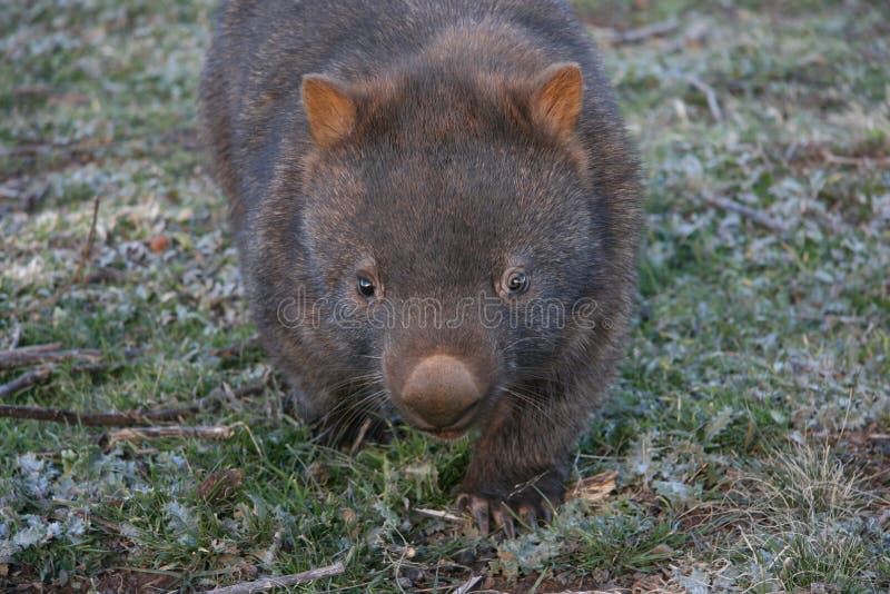 Wombat stock image. Image of brown, watching, walking - 63756125