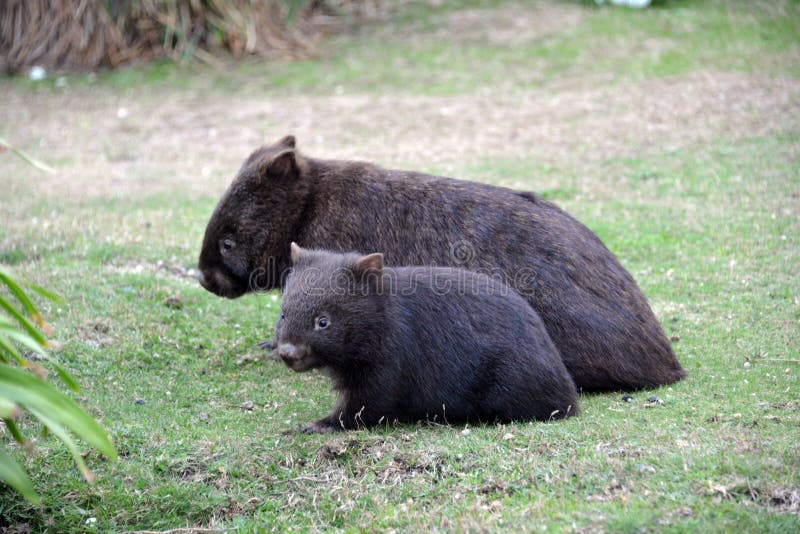 Wombats stock photo. Image of little, wombat, mother - 62479518